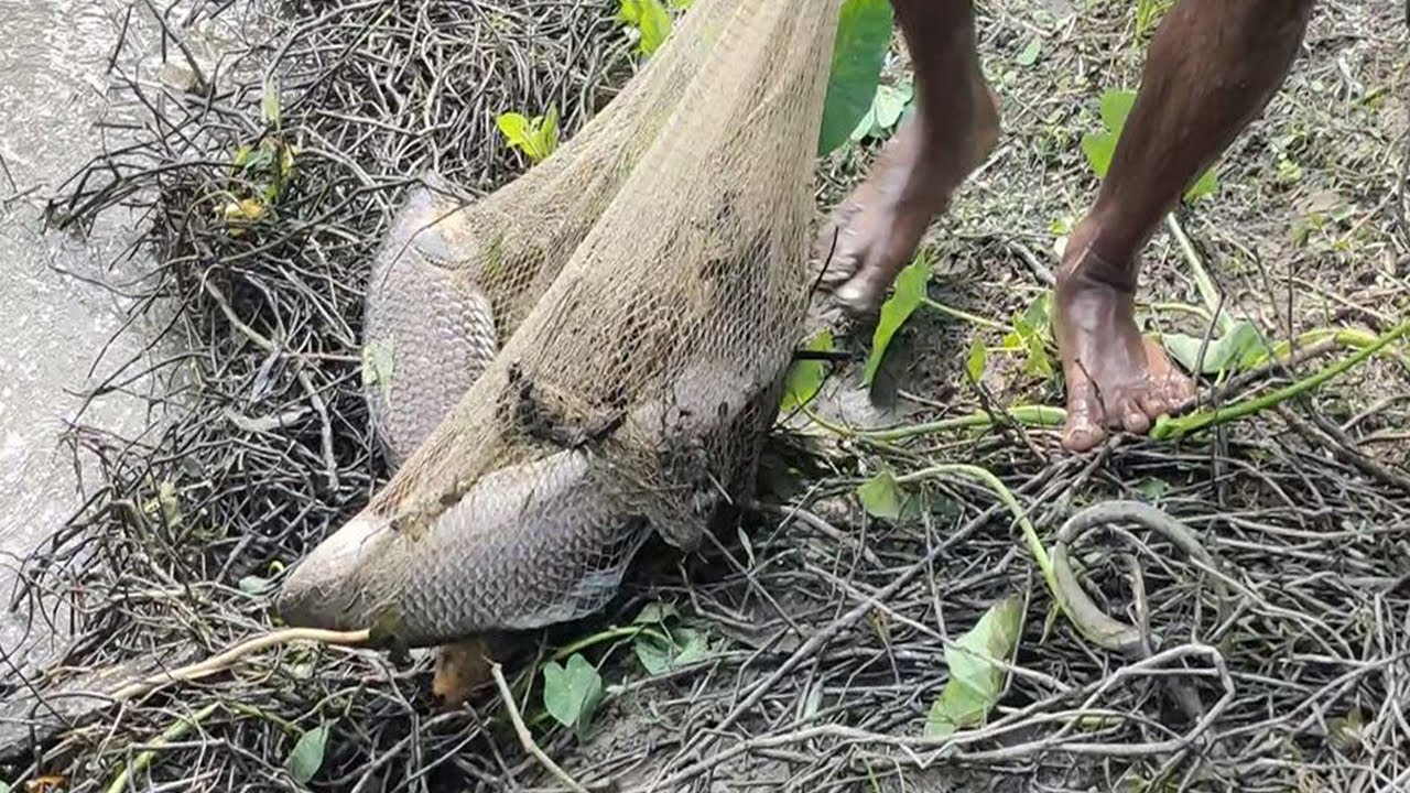 Net Fishing ll Big Rui Fish Catching With Cast Net in The Village Pond ...