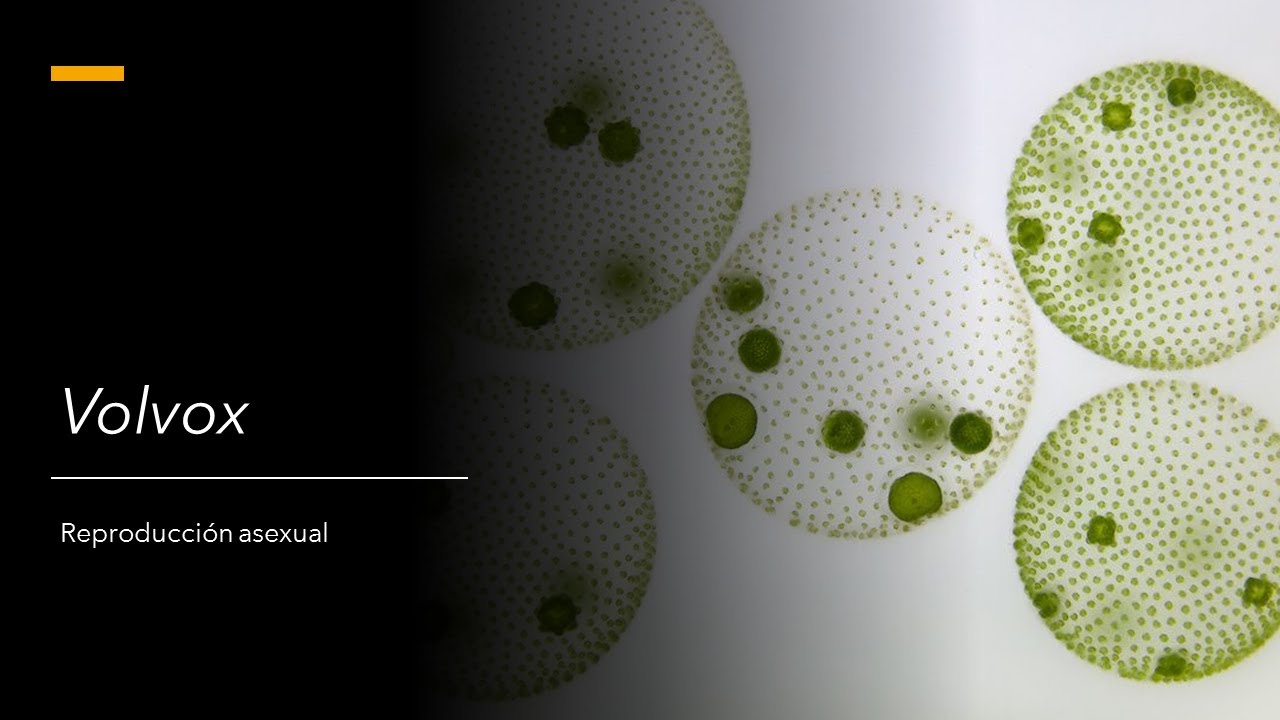 Ciclo de vida de Volvox (asexual) - YouTube