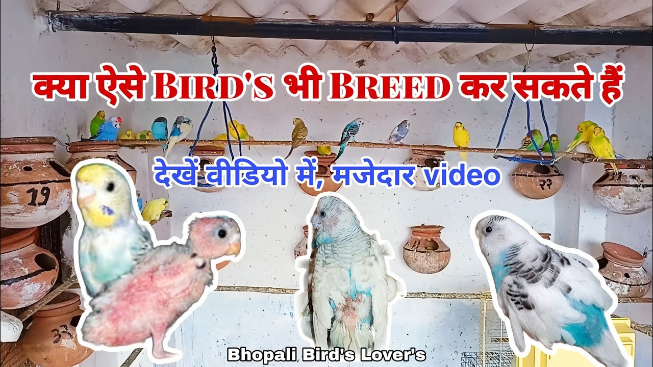 Jin bird ke pankh 🪶 nahi hote kya vo karte hai breeding Bhopali Birds ...