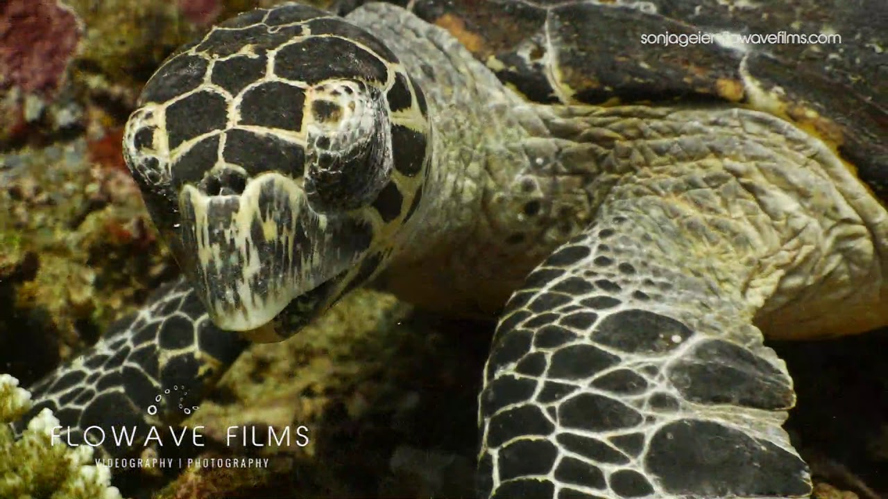 DOES ANYBODY KNOW WHY THIS TURTLE IS WIGGLING BACK AND FORTH? - YouTube