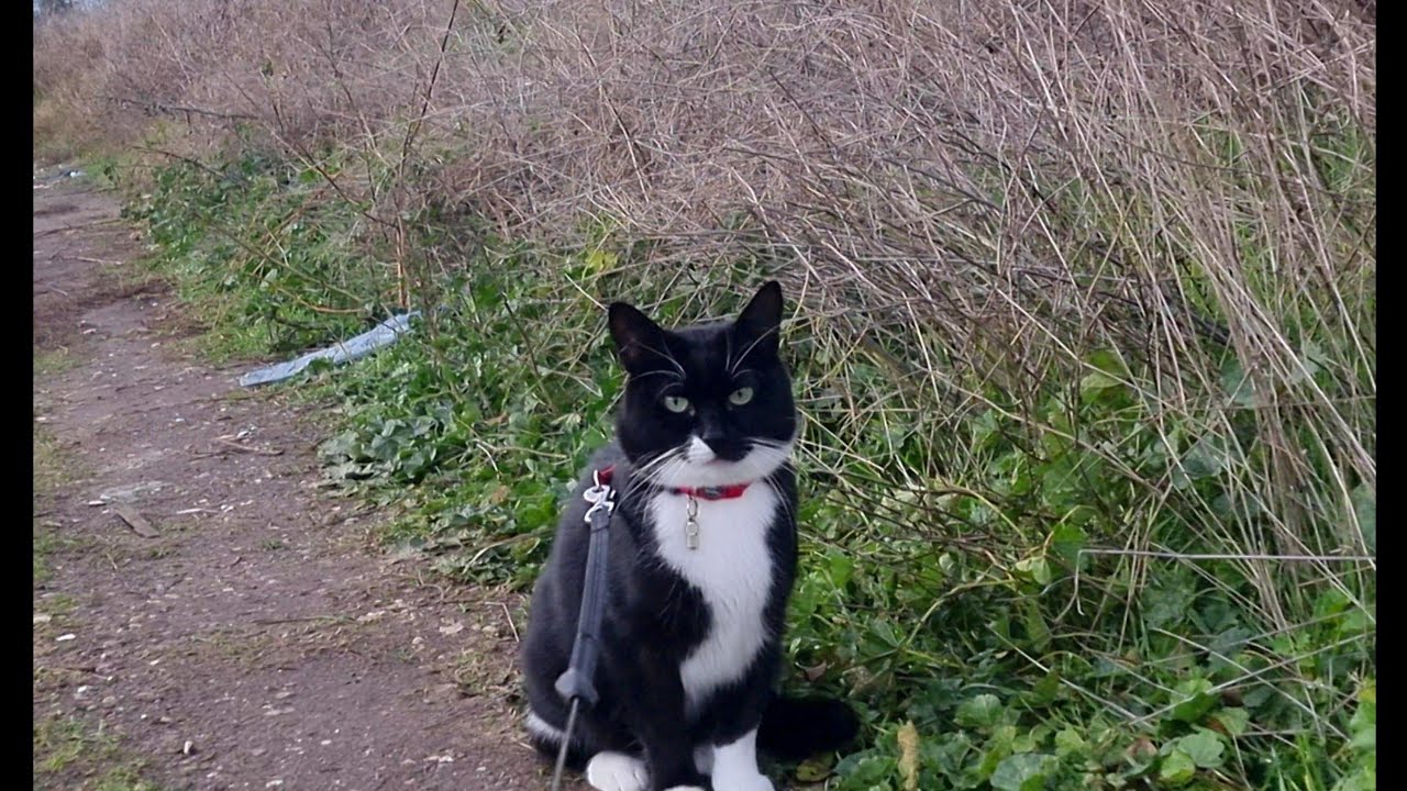 (Misho) Relaxing walk with cat on leash 🐈‍⬛ - YouTube
