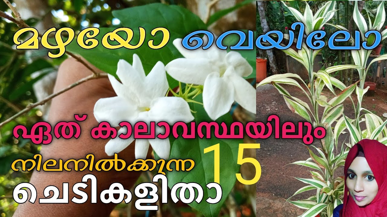 All season plants 15 verieties |Gardening malayalam |Rabizworld ramla ...