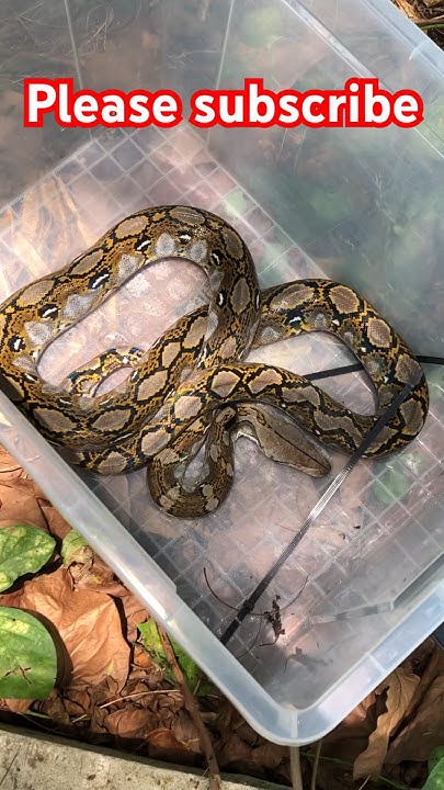 Reticulated Python snake in Borneo Jungle | Malaysia - YouTube