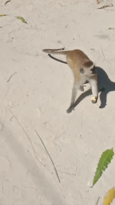 monkeys picking banana - YouTube