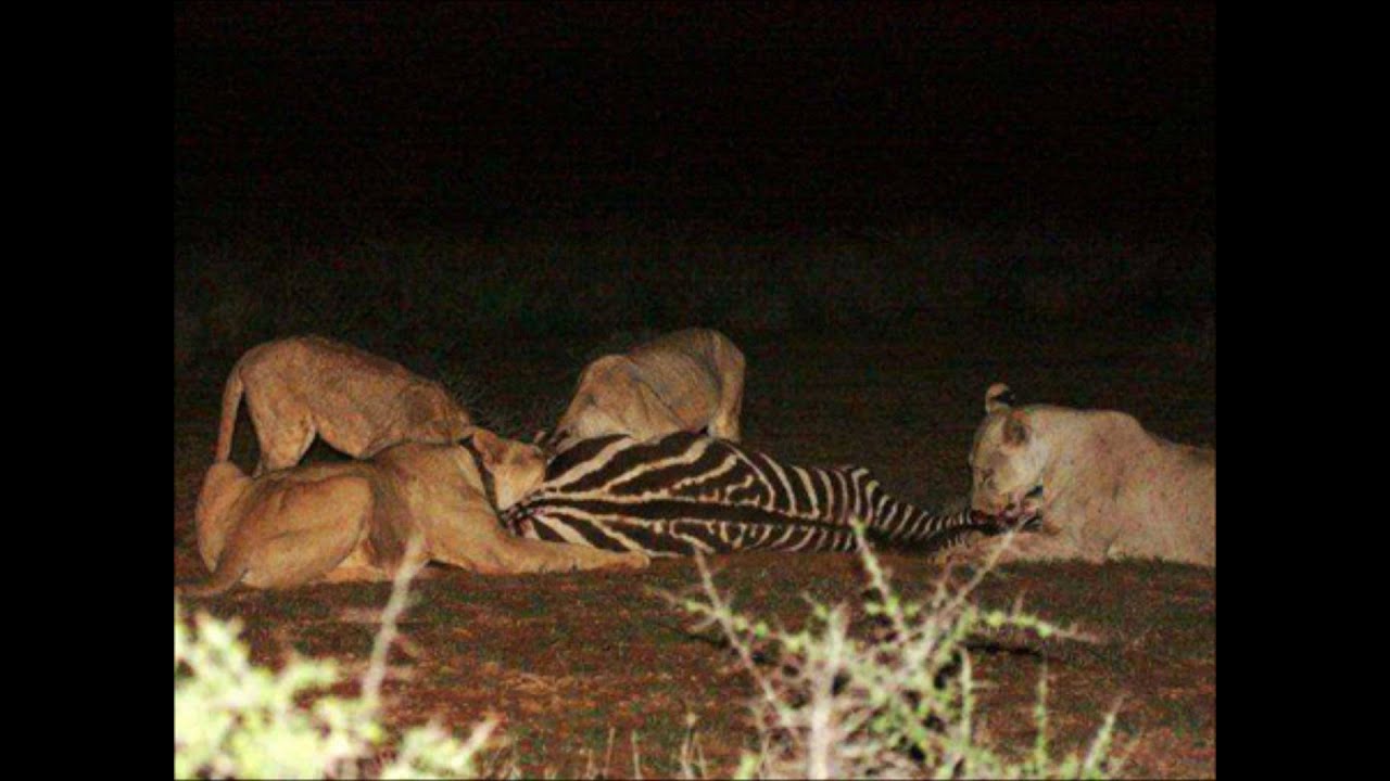 Top 10 Most Dangerous Nocturnal Animals In The World YouTube top-10-most-dangerous-nocturnal-animals-in-the-world-youtube
