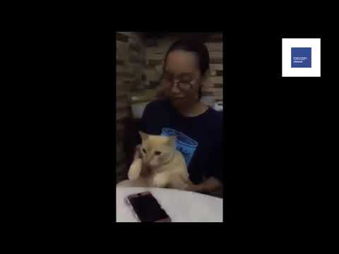 Reaksi Lucu Menggemaskan Kucing Ketika Dengar Kata Mandi 😂