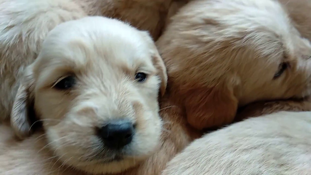 Golden Retriever puppies cuddling together(warning:very cute) - YouTube