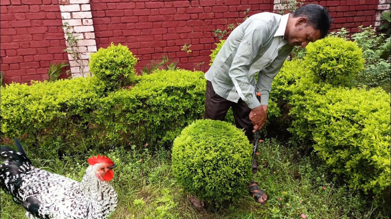 Nawab sahab ki kothi Bareilly | plant designing & Cutting | Life with ...