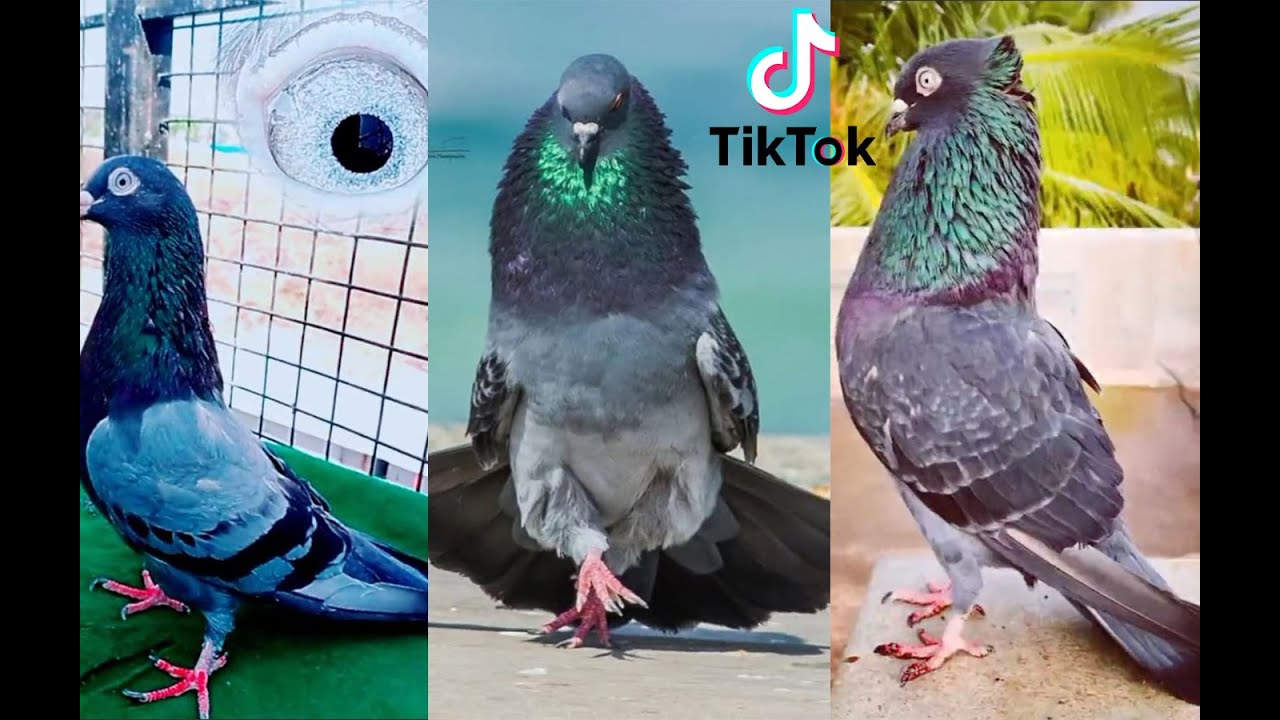lahori pigeon tiktok videos#shortsviral #pigeon - YouTube