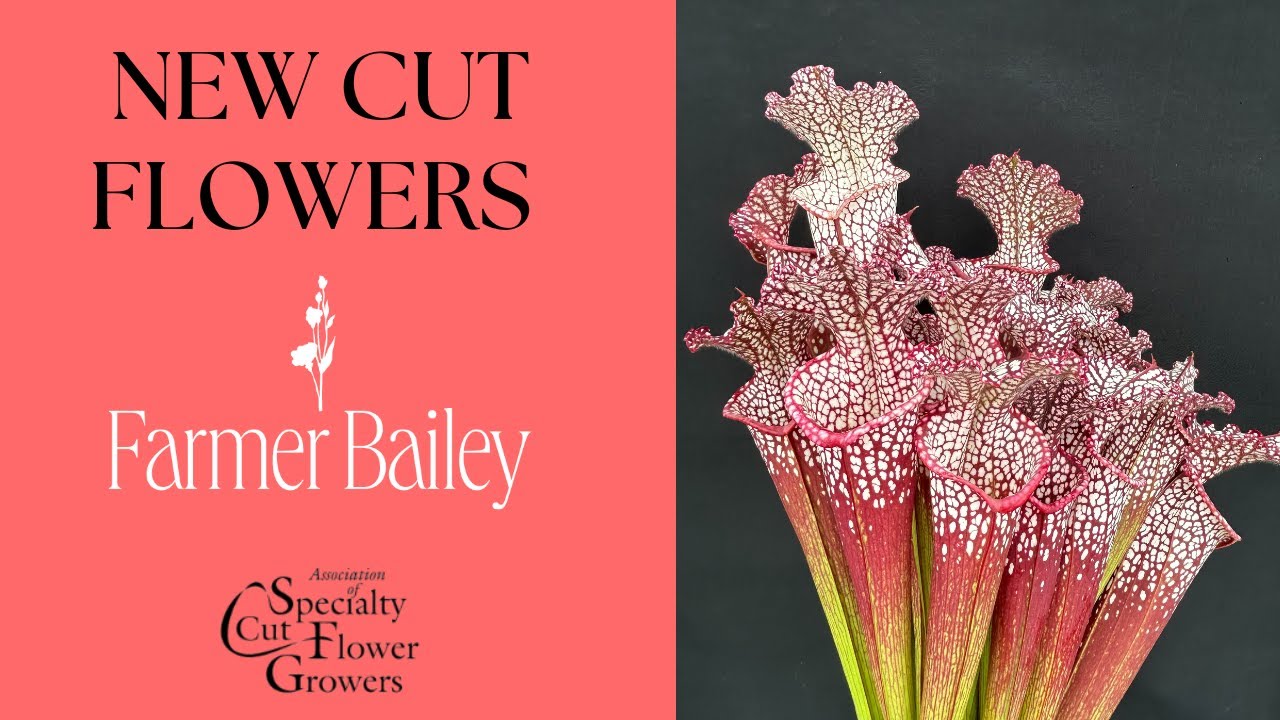 New Cut Flower Varieties with Farmer Bailey - YouTube