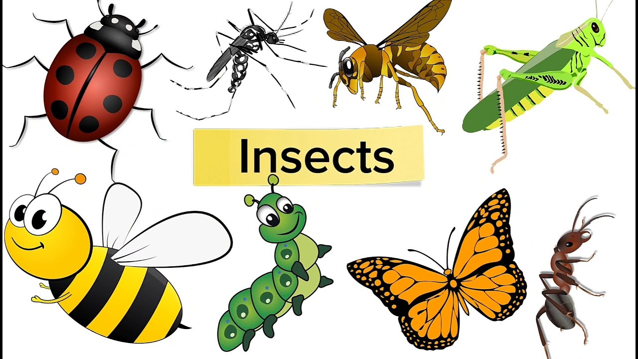 My Insects and Bugs Vocabulary | Insects For Kids | Educational video ...