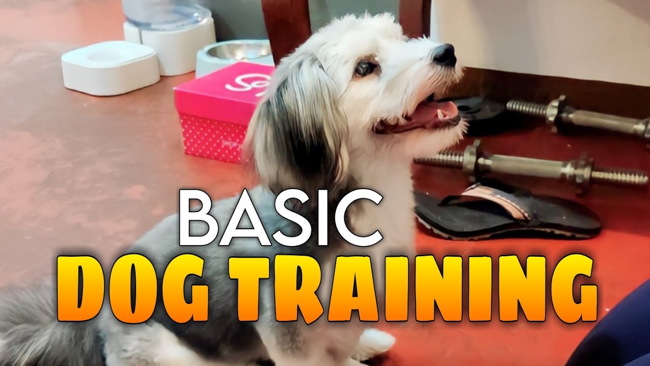 Dog training #2: Basic Dog training for puppies | Andipets Dog Kennel ...