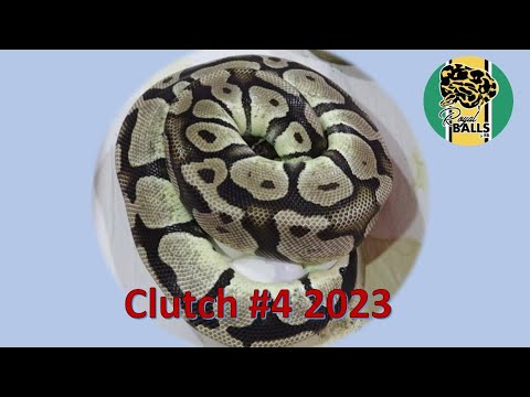 Breeding Ball Pythons; Clutch #4 2023 - YouTube