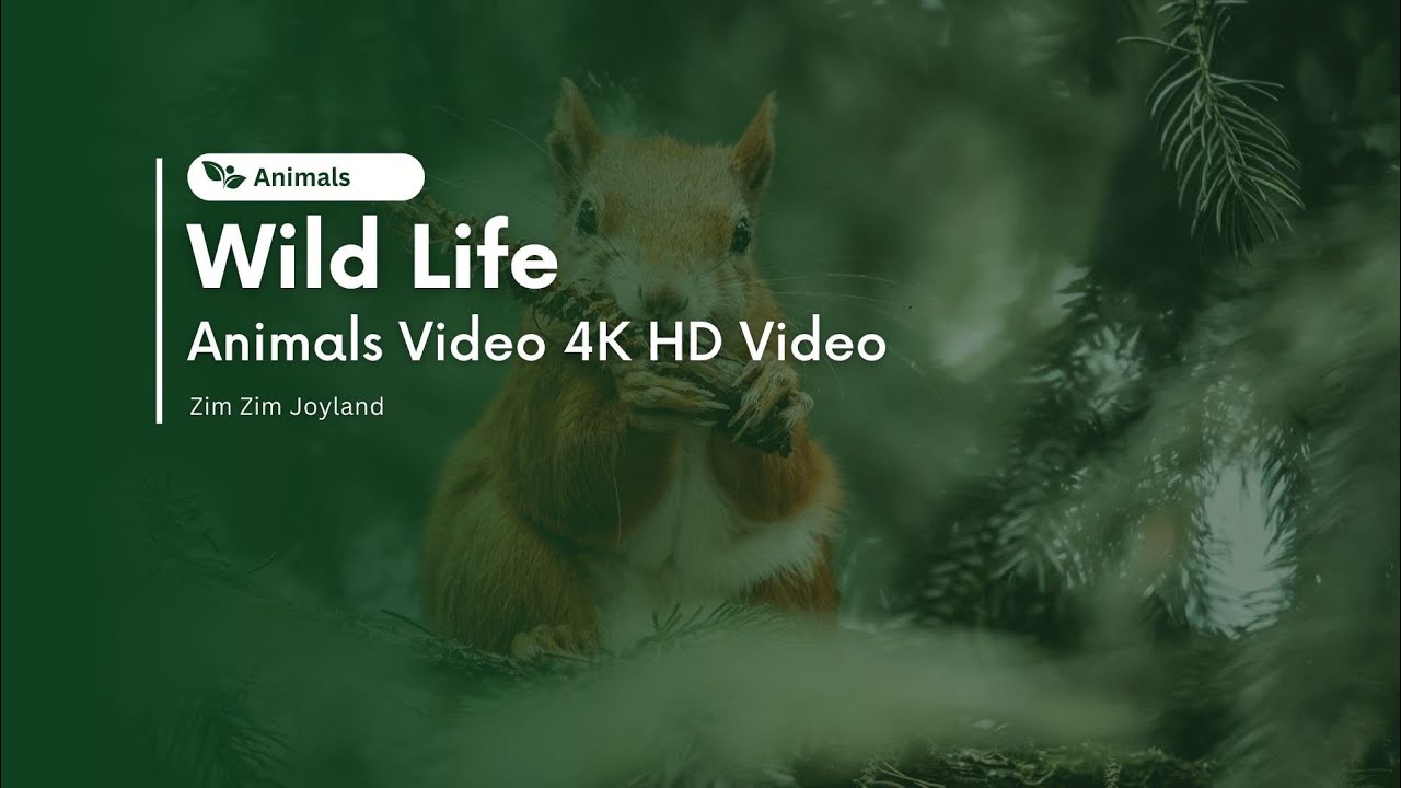 Animals Video Animals For Kids Wild Animals farm Animals - YouTube