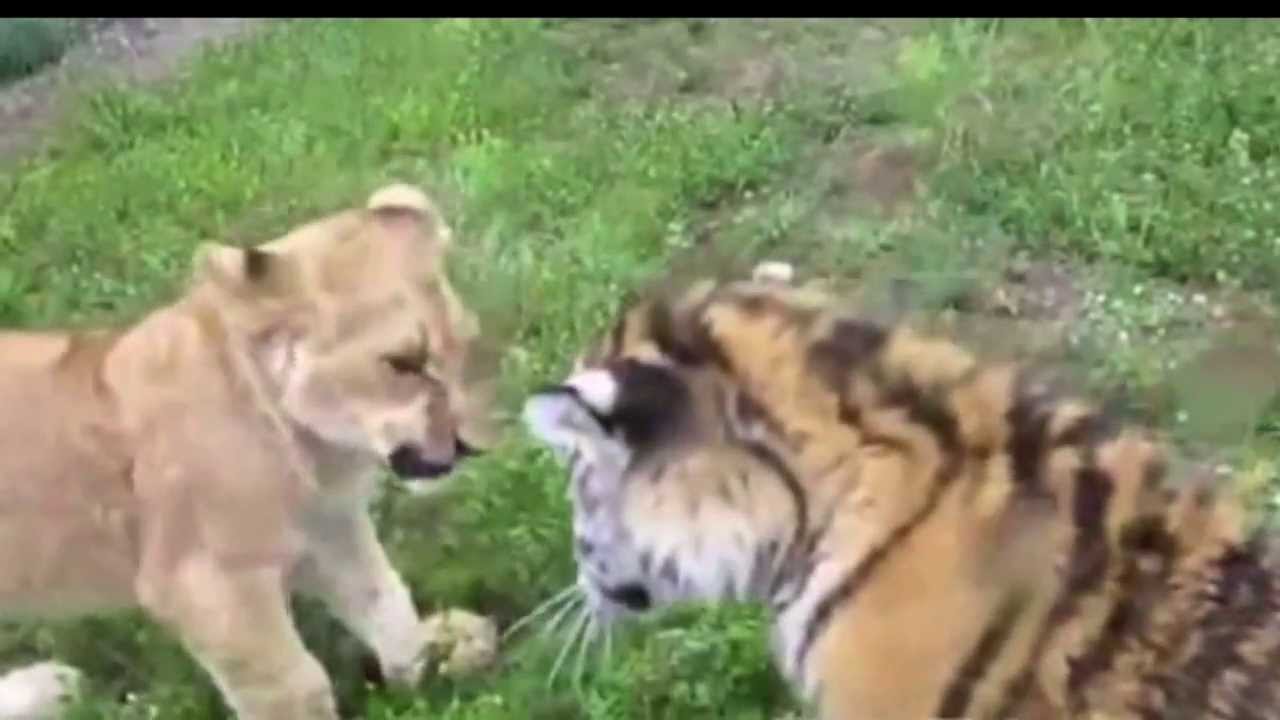 Cute Funny Baby Animal Fight Videos Viral 2016 - YouTube