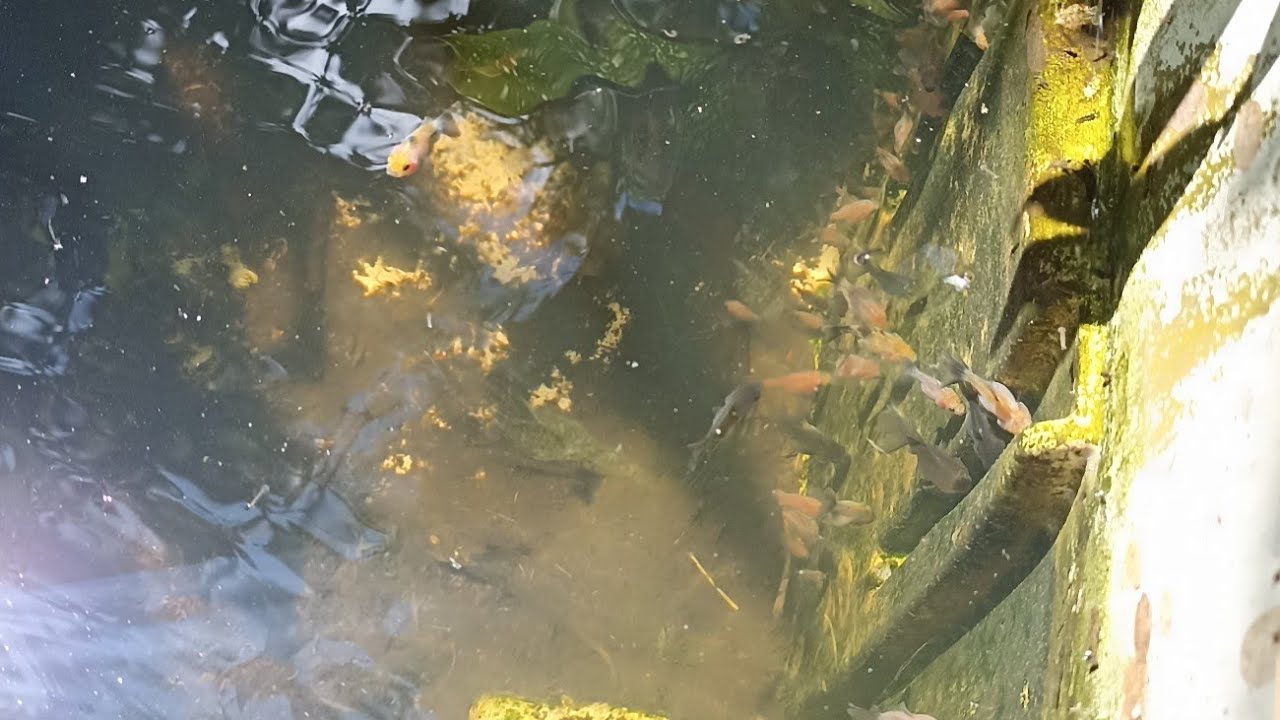 2weeks Update sa Goldfish Breed Calico Oranda Shugon Short Tail,Body ...