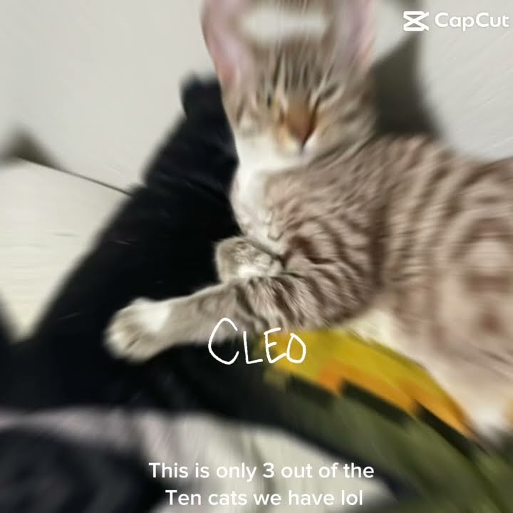 Cats yes #shortsvideo #cat #kittten #kitty - YouTube