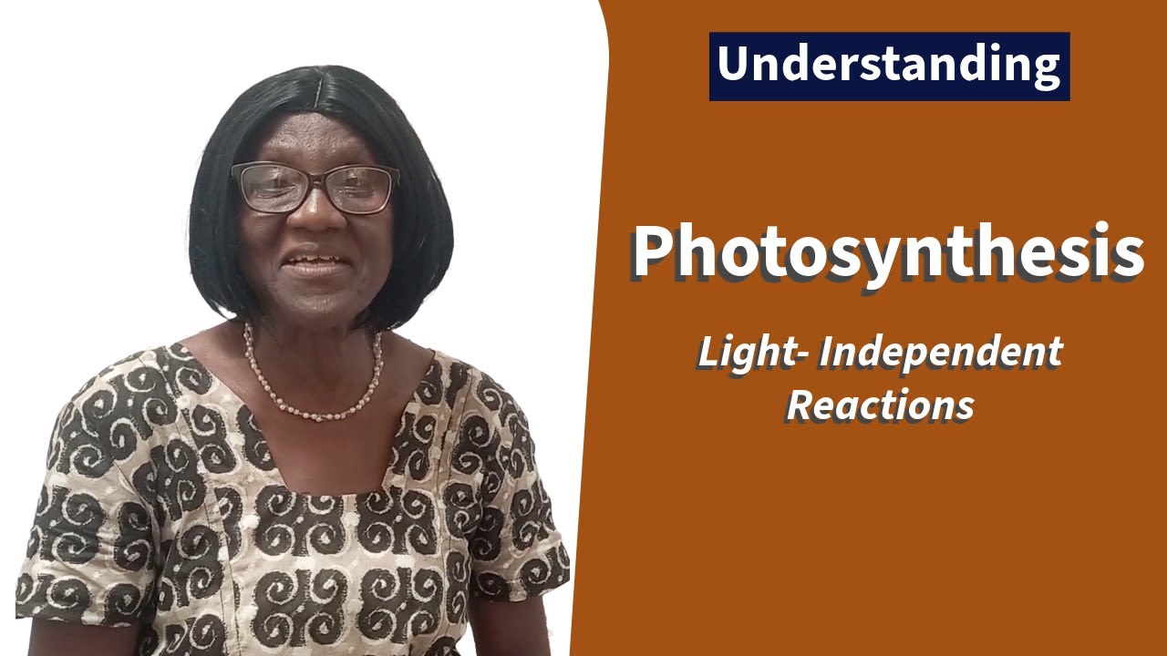 Photosynthesis: Light- Independent Reactions - YouTube