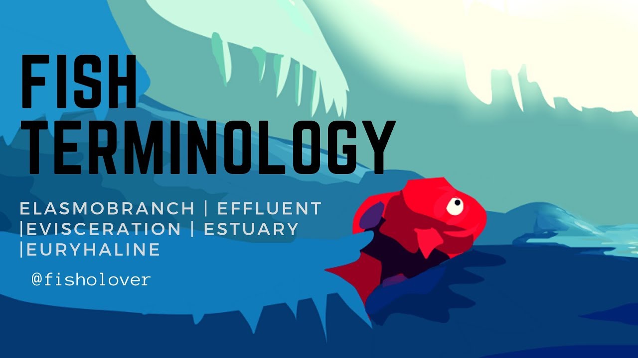 Fish terminology : Elasmobranch | Effluent | Evisceration | Estuary ...