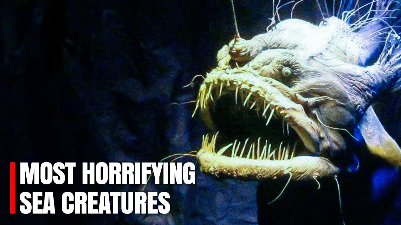 Bizarre and unique sea creatures inside the deep ocean - YouTube