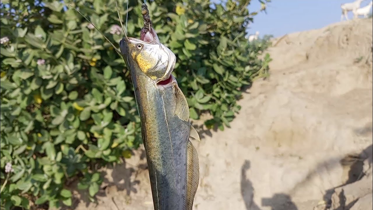 Easy Single Hook Float Fishing Techniques | Pakistan Fishing Videos ...