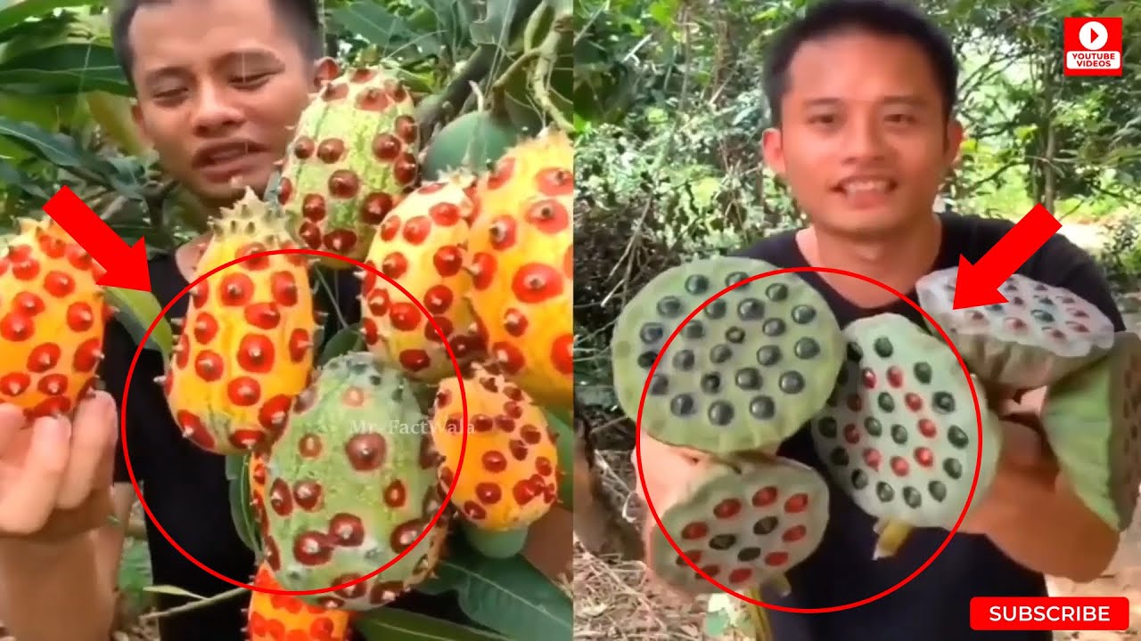 Amazing Unseen Fruits - Viral Videos Youtube Videos - YouTube