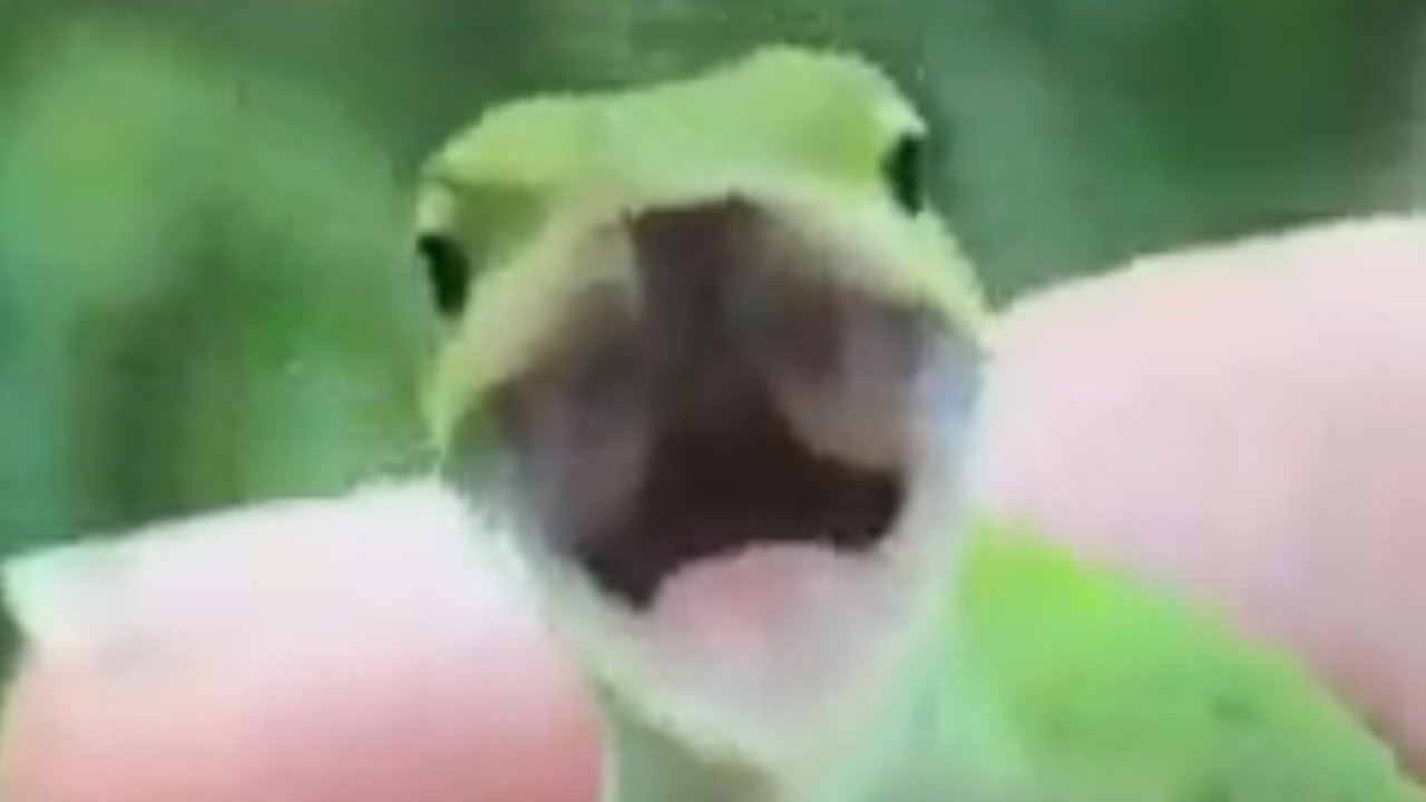 Don't boop lizard snoot 64 - YouTube