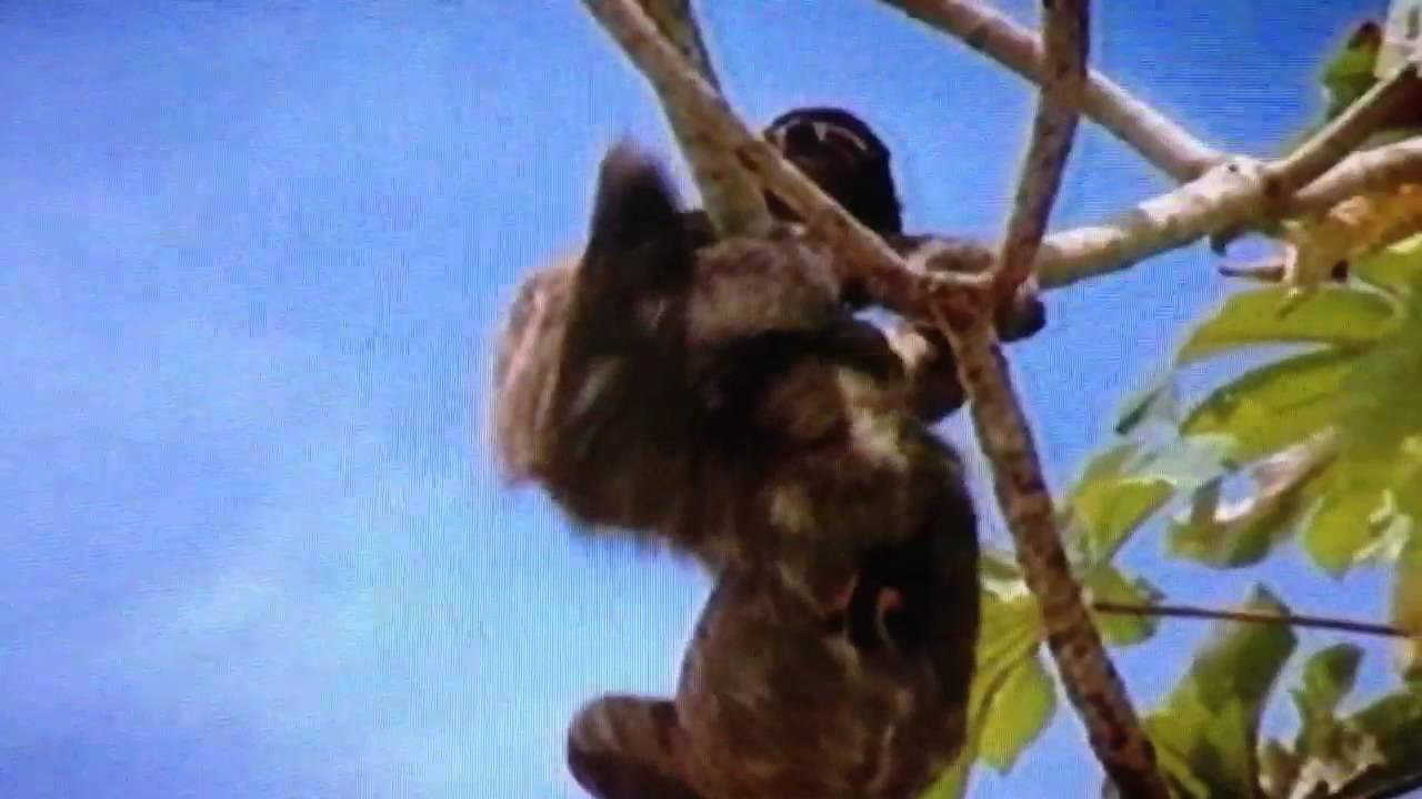 Sloths Mating - YouTube