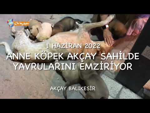 YAVRULARINI EMZİREN güzel anne köpek ❤️ - Akçay Altınkum Sahili - Köpek yavruları