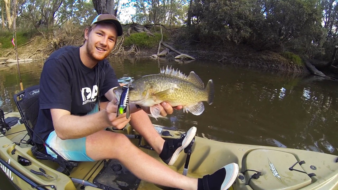 GoPro: Surface Murray Cod - YouTube