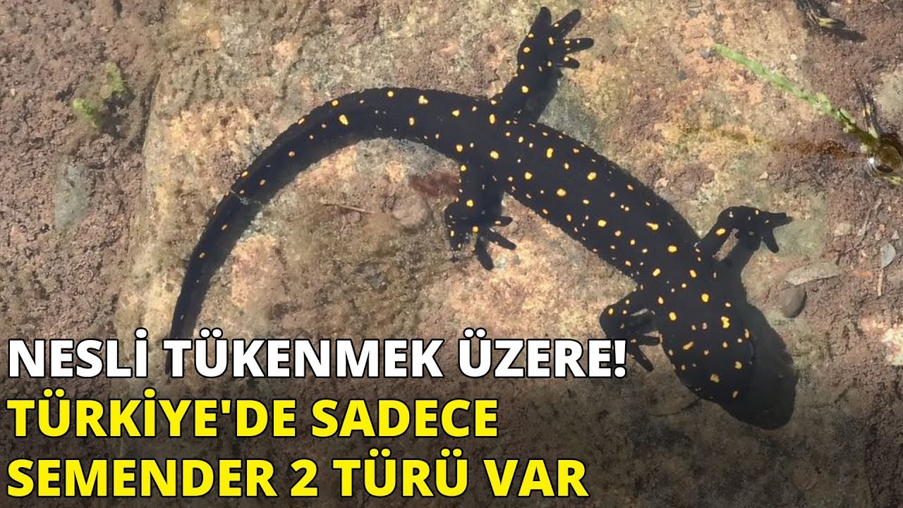 Nesli tükenmek üzere... Türkiye'de sadece semender 2 türü var - YouTube