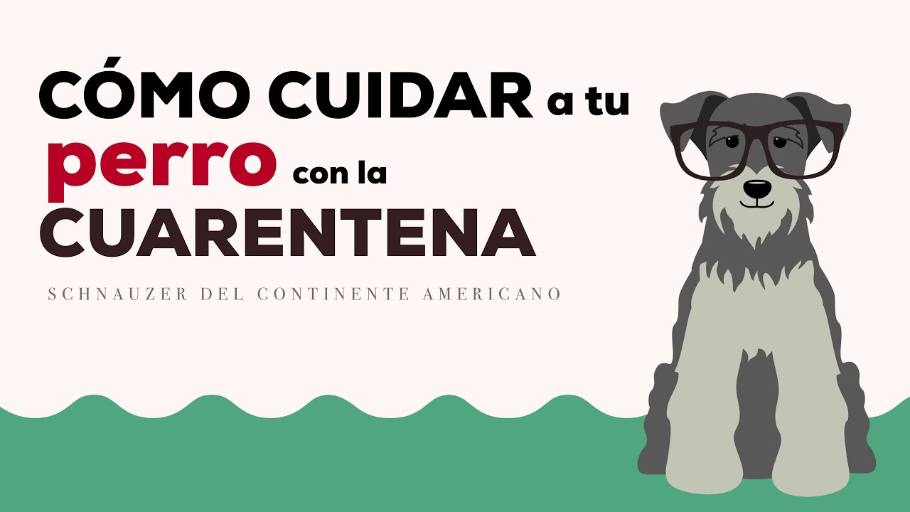 ¿Cómo cuidar a tu perro con la cuarentena? - YouTube