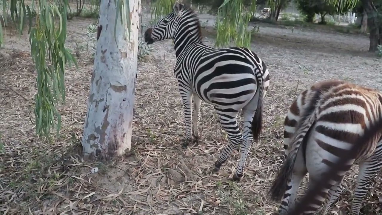 Funny Zebra Fart | Lahore Safar Park | Wild life Park | GIS PLANET ...
