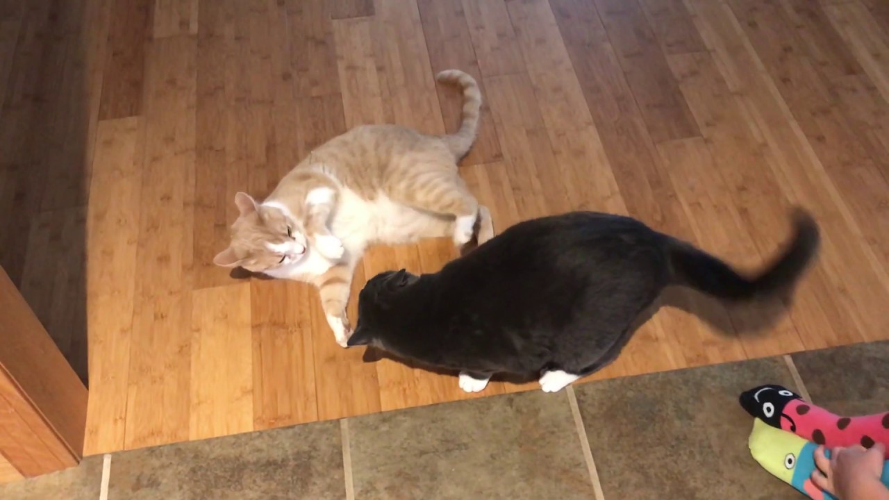 Cats Demonstrating Forces - YouTube