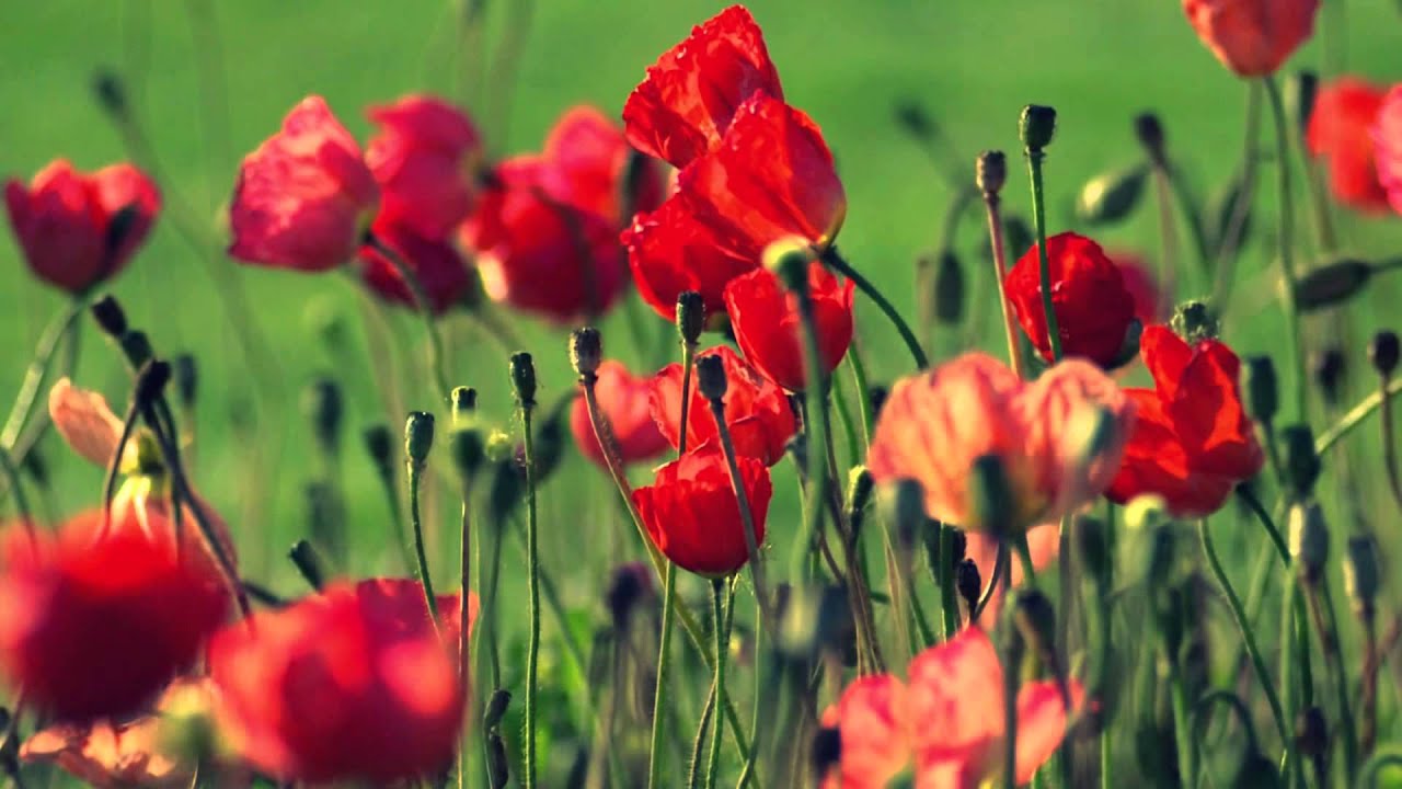 Creative Commons Flower - YouTube