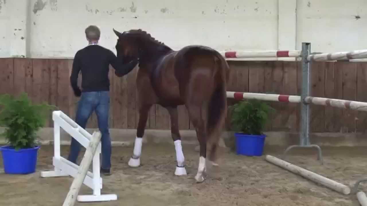 Dancier-Cordoba stallion * 2013 - YouTube