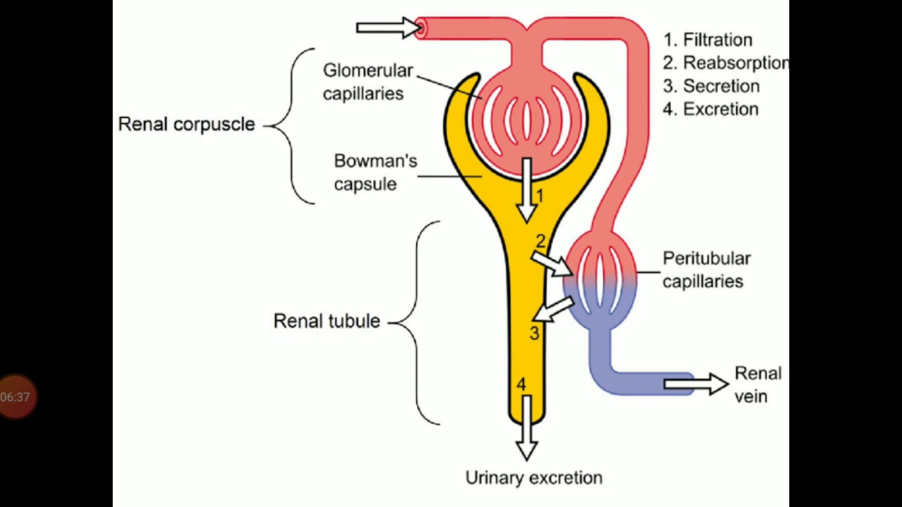 CONCEPT OF RENAL TUBULES - (Renal System - IV ) - YouTube