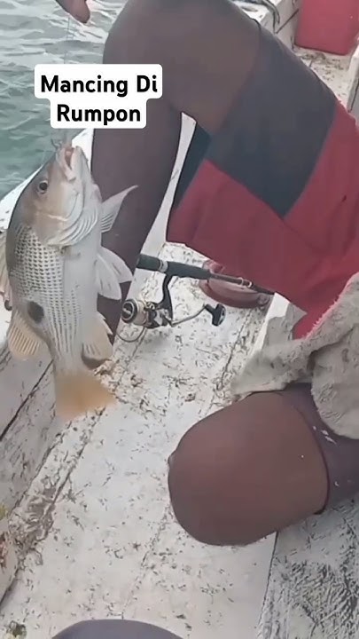 Mancing ikan di rumpon #shorts #fishing #mancing - YouTube