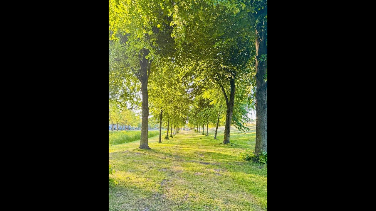 Peaceful Nature Walk with Breathtaking Views Stress Relief Scenery🌲 ...