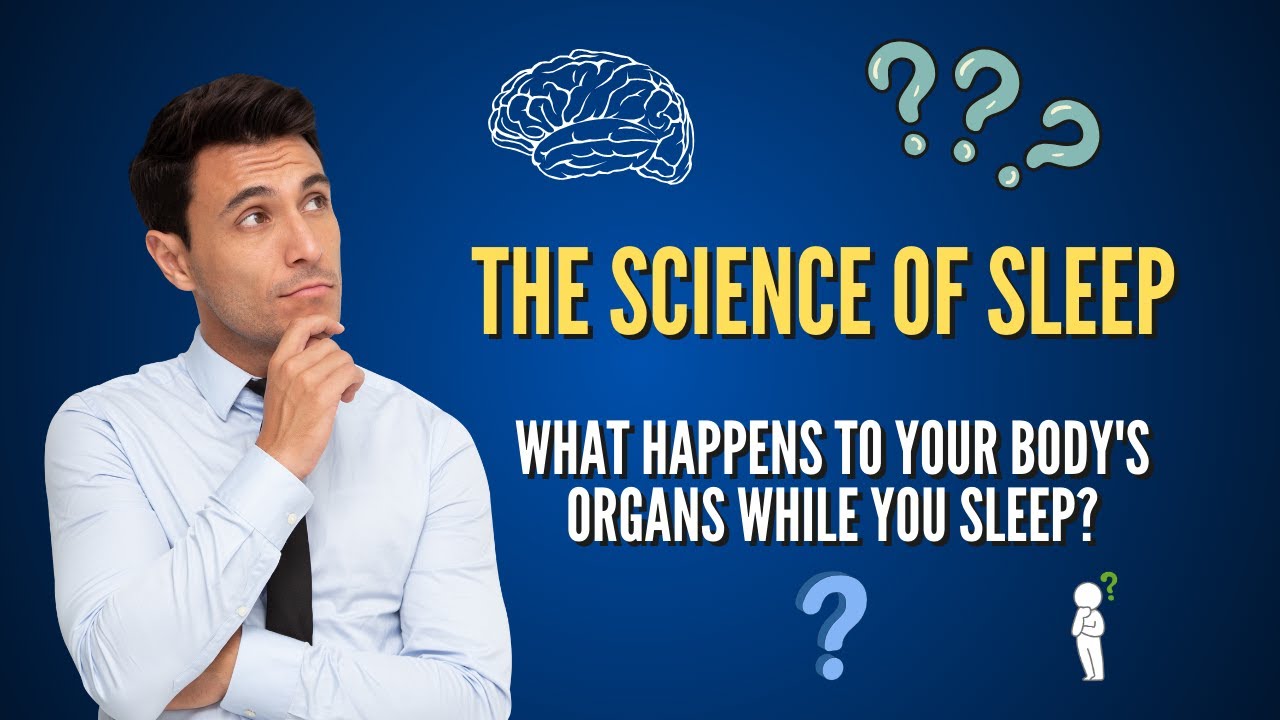 The Science of Sleep: What Happens to Your Body's Organs While You ...