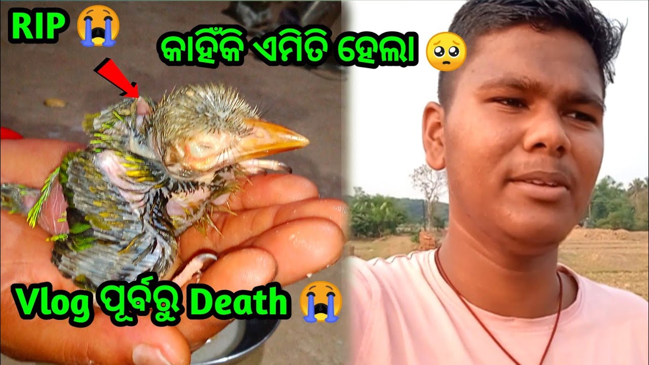 Vlog ଆସିବା ପୂର୍ବରୁ Death 🥺😭 | କାହିଁକି ଏମିତି ହେଲା 🥺 | RIP 😭 \ odia ...