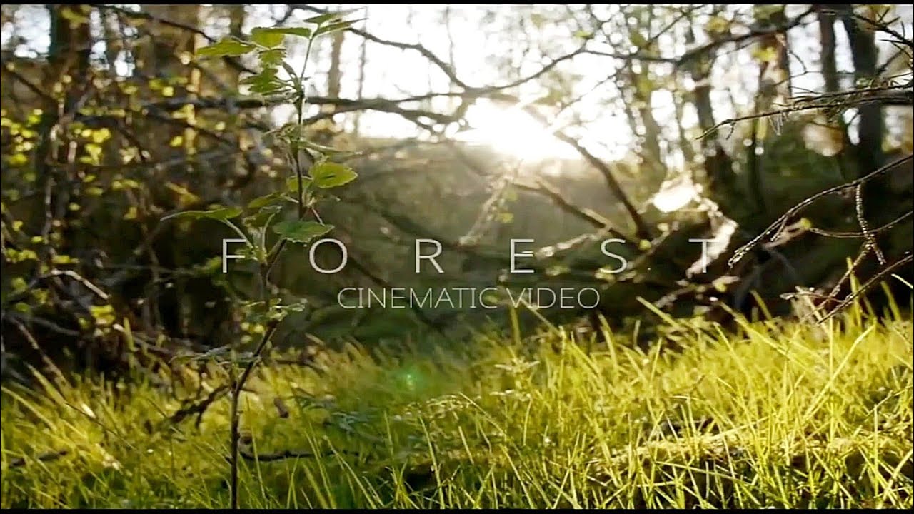 Forest Cinematic Video , 4k Video , Nature , Lovely Viewing Experience ...