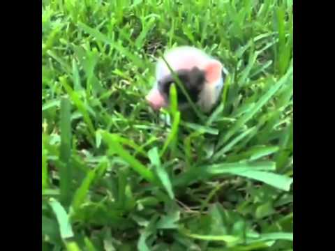 HUMOUR CLIP PETIT COCHON QUI COURT DANS L'HERBE - YouTube