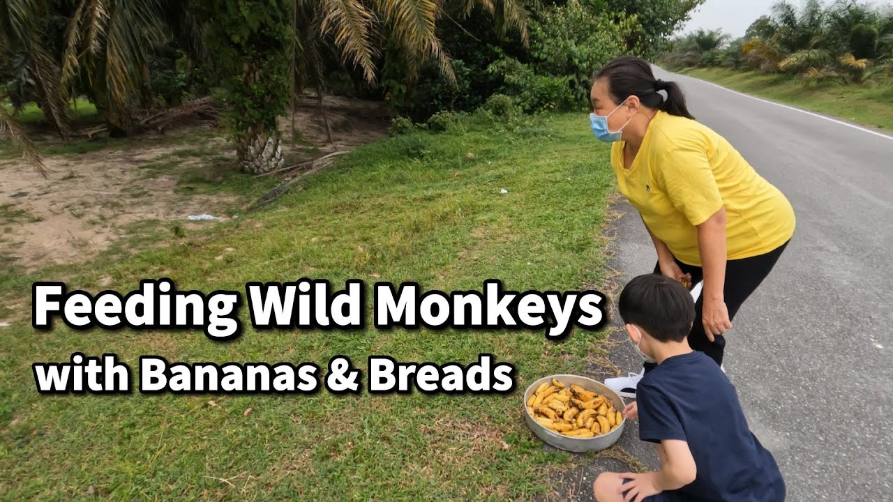 Feeding wild monkeys with bananas and breads! - YouTube