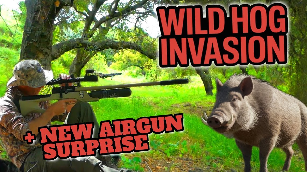 Airgun Hunting Action on Feral Hogs and Rabbits with a surprise! - YouTube