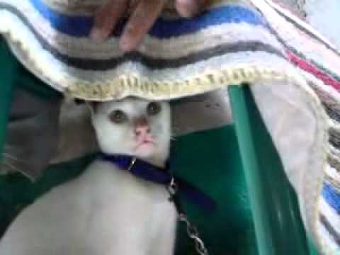 BOGART CAT - YouTube