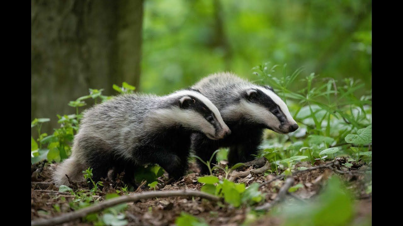 Wildlife photography - European badgers (mum and cubs) - YouTube