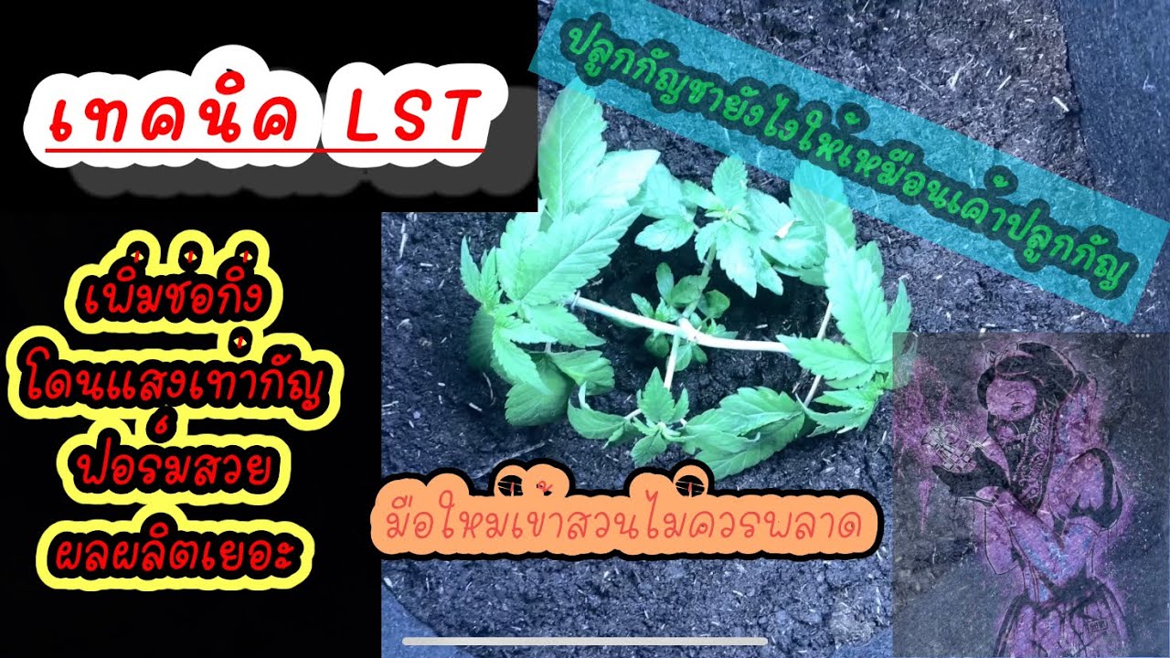 How to LST l ปลูกกัญชายังไงให้เหมือนคนอื่น l เพิ่มกิ่ง l เทคนิค LST ...