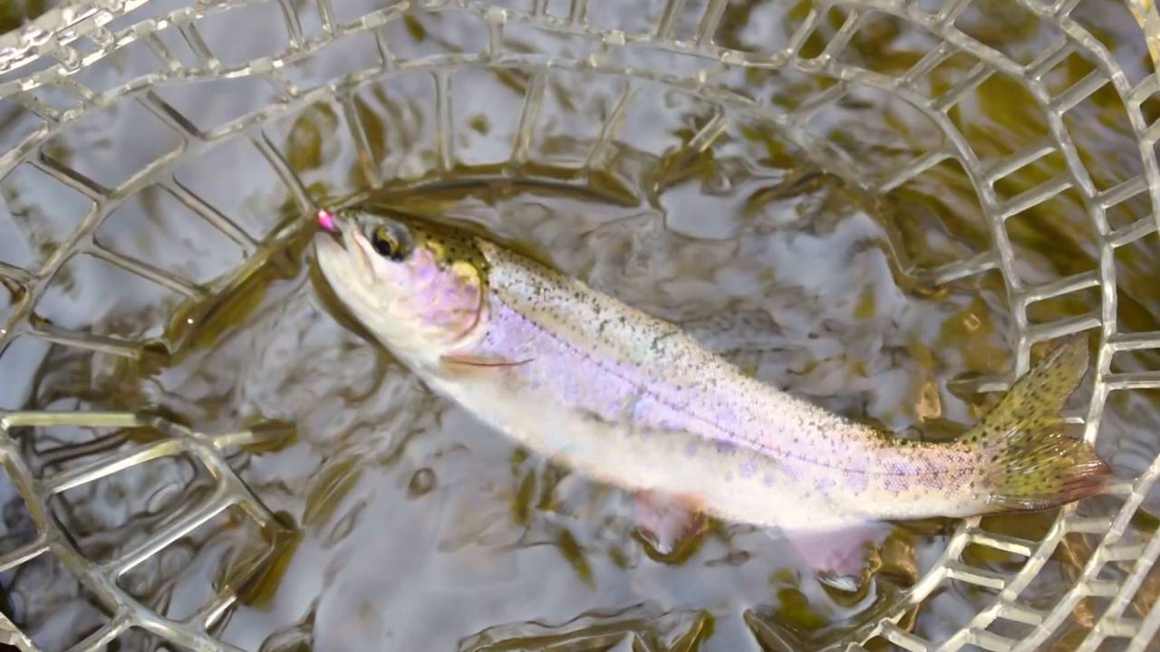 Wild Trout Conservation-Spring Run - YouTube