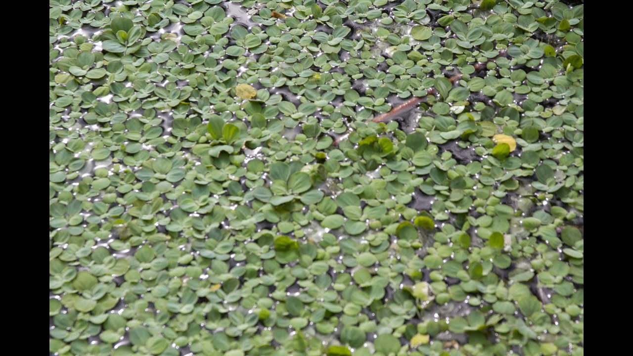 Invasive Water Lettuce Eradication - YouTube
